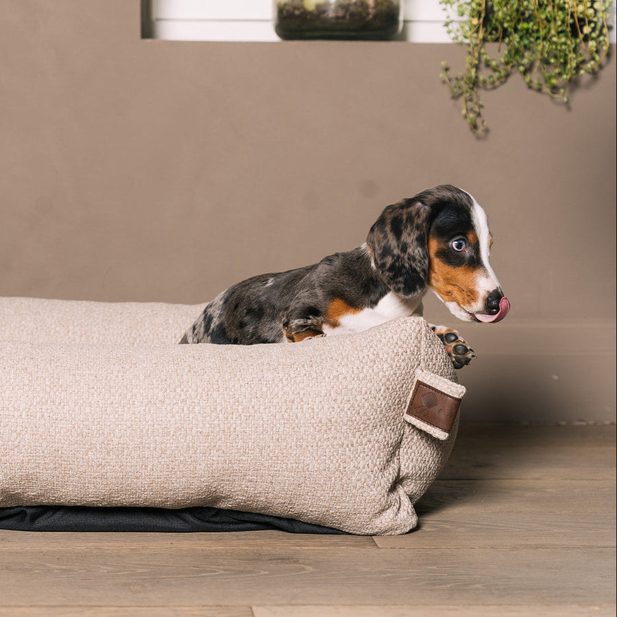 Premium Dog Beds for Design-Loving Pet Owners – Fantail.eu