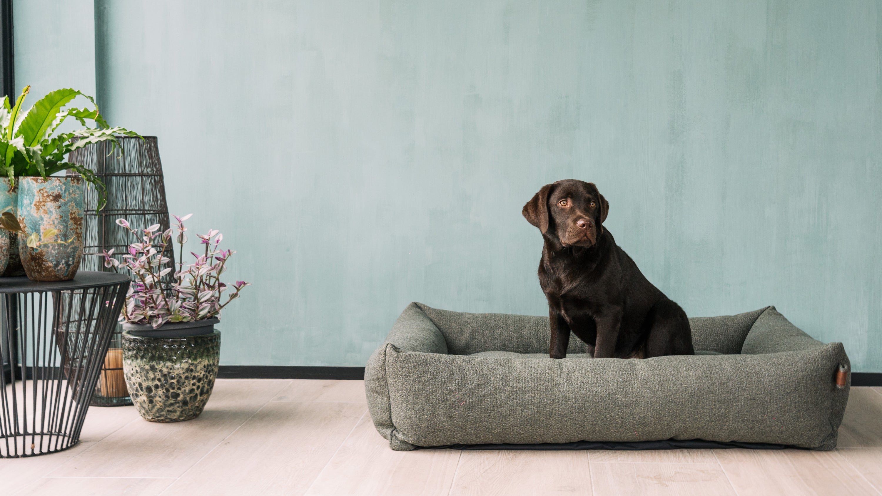 Fantail - design & lifestyle for dogs & cats – Fantail.eu